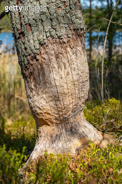 Deciduous tree trunks damaged by beavers. Trees in the forest are ...
