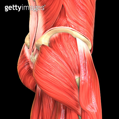 Muscles a Part of Human Muscular System Anatomy 이미지 (1265545110) - 게티이미지뱅크