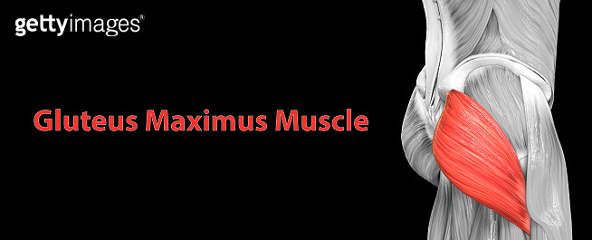 Human Muscular System Leg Muscles Gluteus Maximus Muscle Anatomy ...