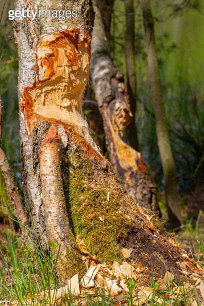 Deciduous tree trunks damaged by beavers. Trees in the forest are ...