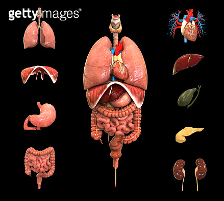 Human Complete Internal Organs Anatomy (1252596709) 일러스트, 무료 일러스트 - 게티이미지뱅크