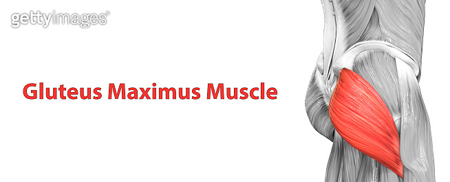Human Muscular System Leg Muscles Gluteus Maximus Muscle Anatomy ...