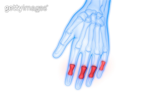 Human Skeleton System Middle Phalanges Joints Anatomy (1265161286) 일러스트 ...