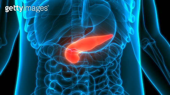 Human Internal Organ Pancreas Anatomy 이미지 (1225753064) - 게티이미지뱅크