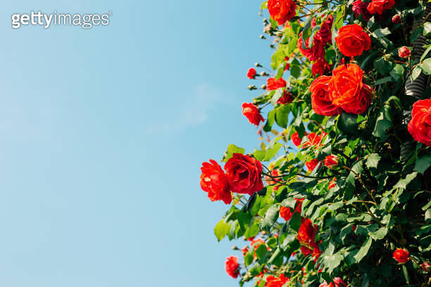 Red rose with blue sky at Jungnangcheon Stream park Seoul Rose Festival ...