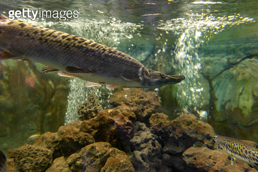 Spotted Gar Fish aka Lepisosteus Oculatus in aquarium. 이미지 (1218378846 ...