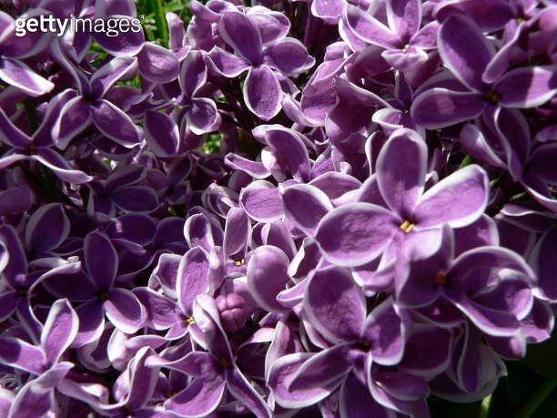 Beautiful blooming varietal selection two-tone lilac (Syringa vulgaris ...