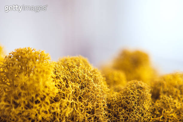 Yellow moss, close up. Decorative stable preserved moss for landscaping ...