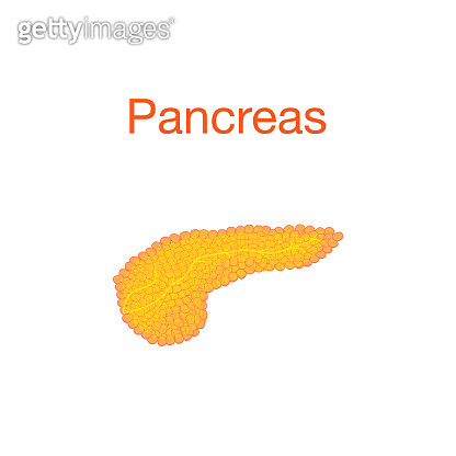 Pancreas icon in realistic style . Organs symbol stock vector ...