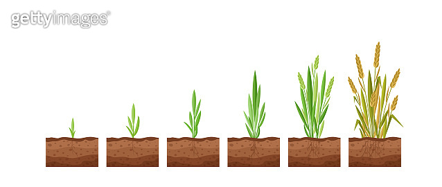 Vector illustration of stages of wheat seed growth. Cycle of growth of ...