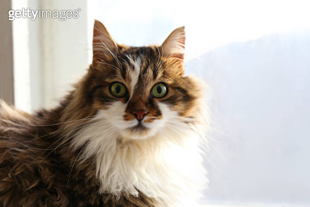 Portrait of beautiful and fluffy tri colored tabby cat at home, natural ...