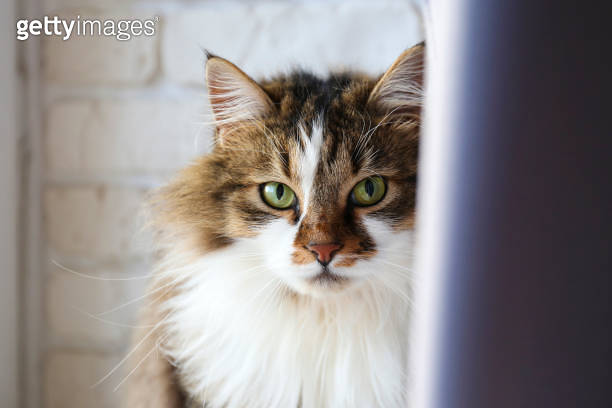 Portrait of beautiful and fluffy tri colored tabby cat at home, natural ...