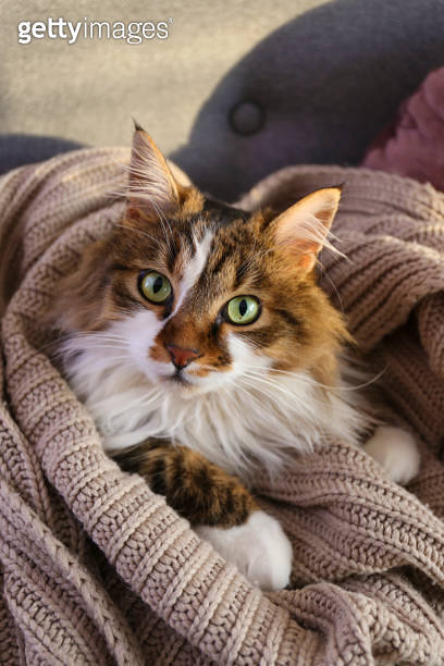 Portrait of beautiful and fluffy tri colored tabby cat at home, natural ...