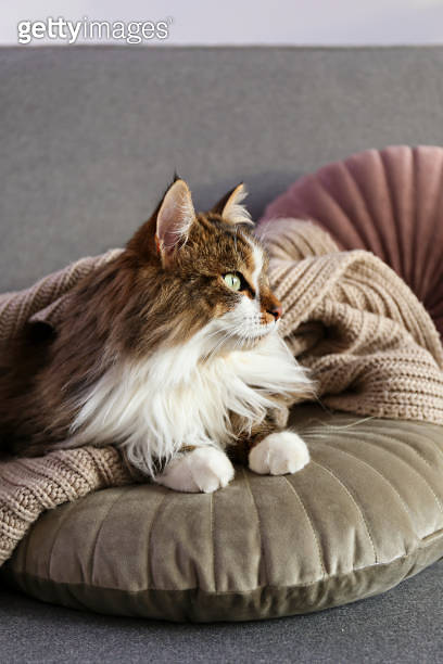 Portrait of beautiful and fluffy tri colored tabby cat at home, natural ...