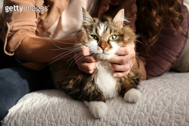 Portrait of beautiful and fluffy tri colored tabby cat at home, natural ...