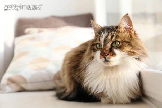Portrait of beautiful and fluffy tri colored tabby cat at home, natural ...