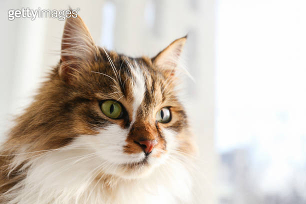 Portrait of beautiful and fluffy tri colored tabby cat at home, natural ...