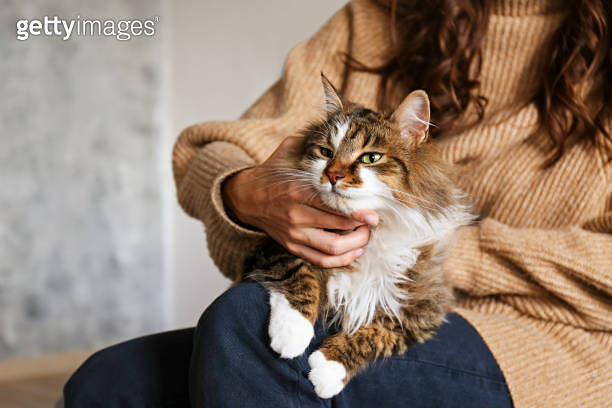 Portrait of beautiful and fluffy tri colored tabby cat at home, natural ...