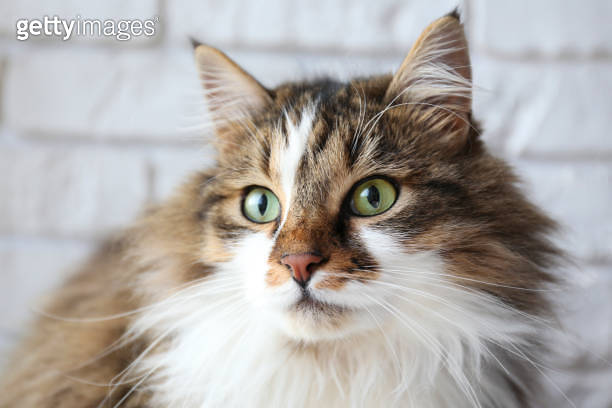 Portrait of beautiful and fluffy tri colored tabby cat at home, natural ...