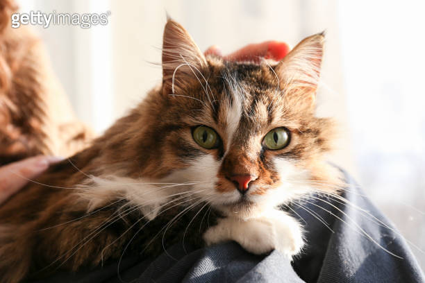 Portrait of beautiful and fluffy tri colored tabby cat at home, natural ...