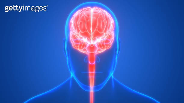 Human Internal Organ Brain with Nervous System Anatomy X-ray 3D rendering 이미지 (1221742256) - 게티이미지뱅크