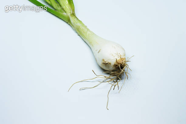 Fresh Green Spring Onion With Roots On An Isolated White Background 이미지 ...