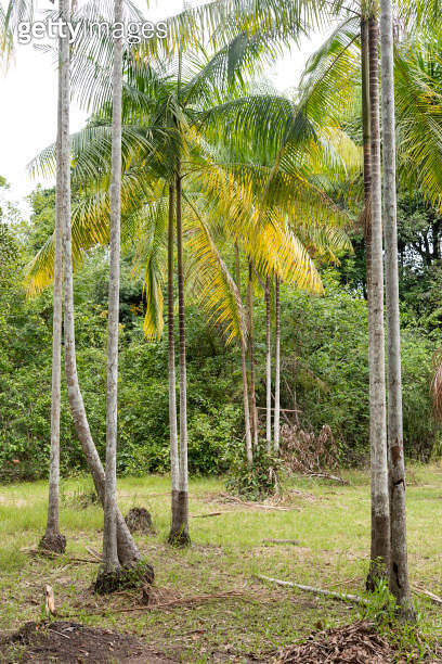 Acai Palm Trees on small village in the Amazon Rainforest 이미지 ...