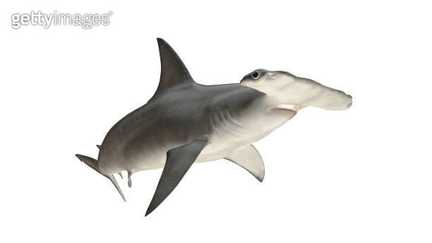 Hammerhead shark isolated on white background cutout ready curved front ...