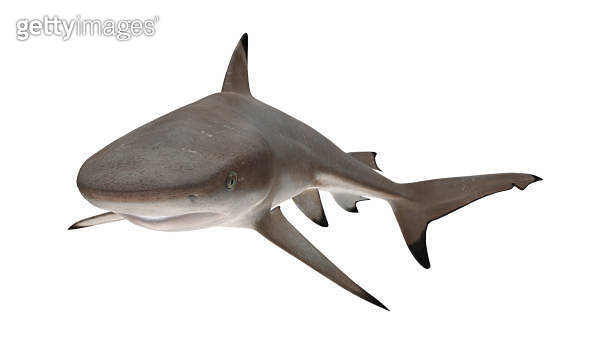 Reef shark isolated on white background cutout ready front tail down ...