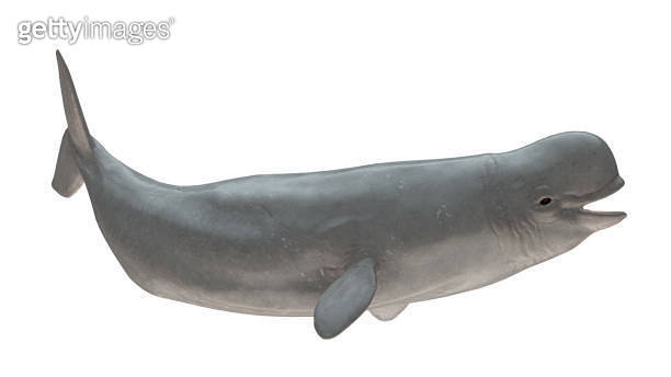 Beluga whale smiling right side tail up view isolated on white ...