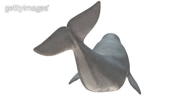 Beluga whale back side view tail up and curved isolated on white ...