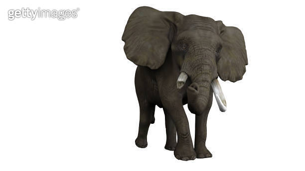 Slight left view of elephant missing a teeth isolated 3d rendering 이미지 ...