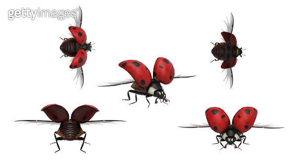 Flying ladybug fully opened winds white background multiple poses 3d ...