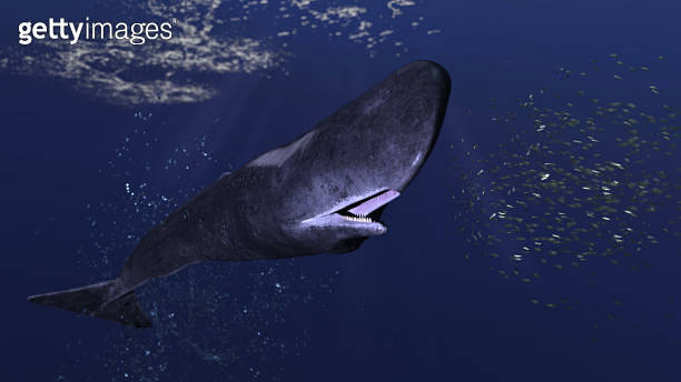 Cachalot sperm whale is chasing group of small school of fish school ...