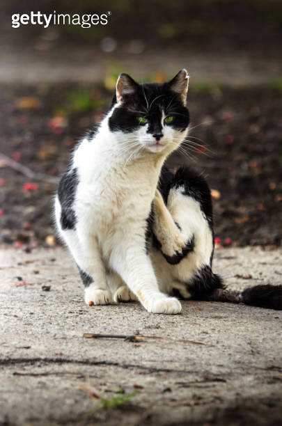 A stray cat with a wounded tail sits on the pavement and itches, the ...