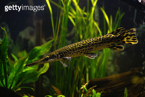 Shelled pike, long-snouted shellfish in the aquarium (Lepisosteus) 이미지 ...