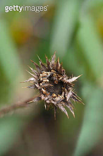 Sun daisy seed heads 이미지 (1284055911) - 게티이미지뱅크
