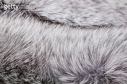 Natural fur of silver fox. Texture. Selective focus (1213323870) - 게티이미지뱅크