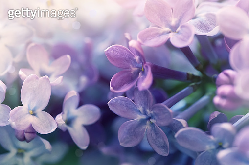 close up of cute lilac flowers, beauty in nature 이미지 (1281261789) - 게티이미지뱅크