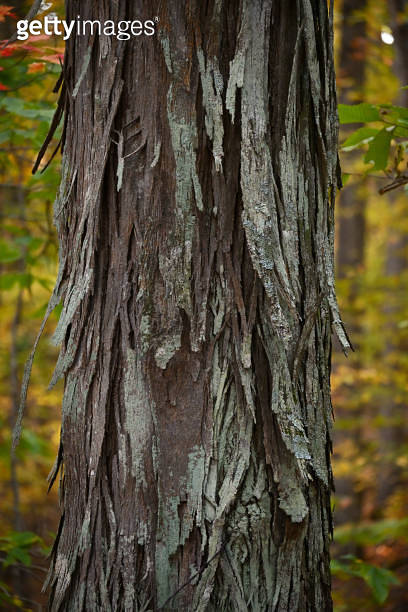 Shagbark hickory tree in fall 이미지 (1282176728) - 게티이미지뱅크