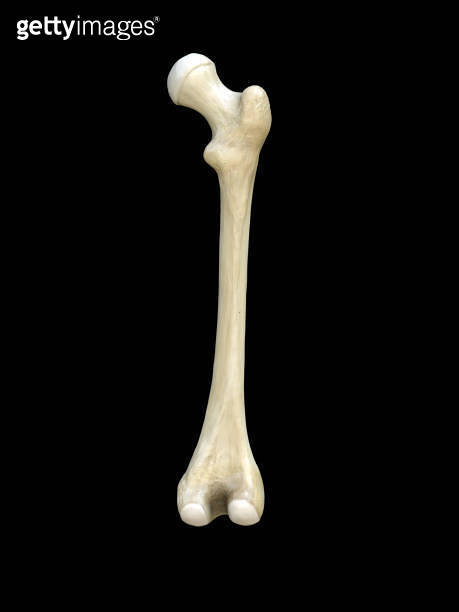 Right human femur bone, posterior view, bone anatomy, black background ...