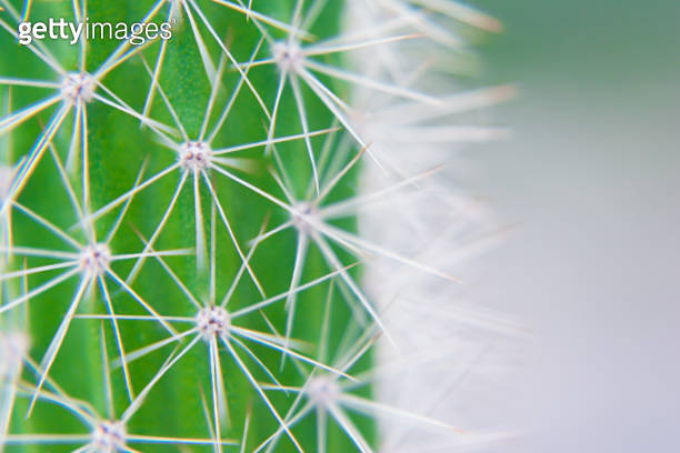 Macro closeup to the spines of a cactus with selective focus. Cactus ...