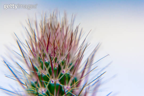 Macro closeup to the spines of a cactus with selective focus. Cactus ...