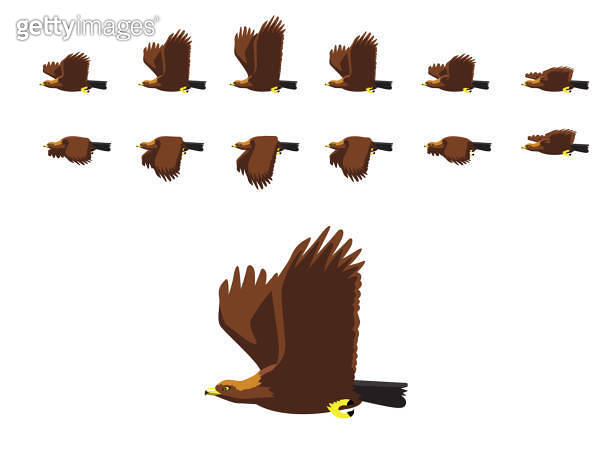 Animal Animation Sequence Golden Eagle Flying Cartoon Vector ...