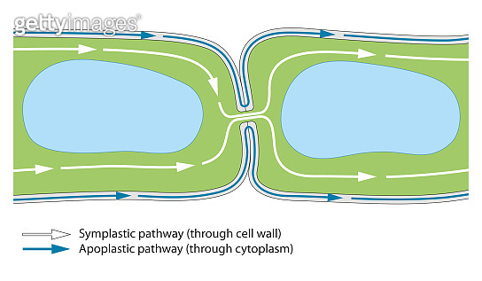 Plant cell. Plasmodesma (1256616095) 일러스트, 무료 일러스트 - 게티이미지뱅크