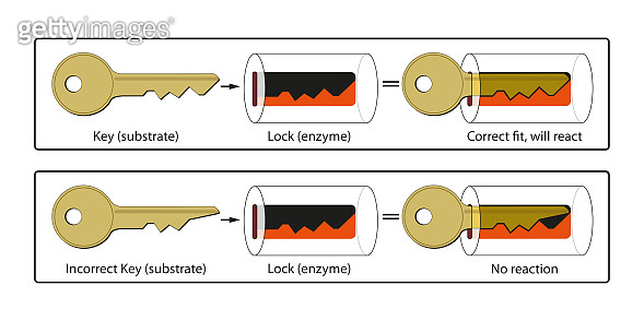 Lock and Key Mechanism of Enzymes (1256289102) 일러스트, 무료 일러스트 - 게티이미지뱅크