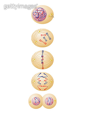 Animal and plant somatic cell mitosis (1256649305) 일러스트, 무료 일러스트 - 게티이미지뱅크