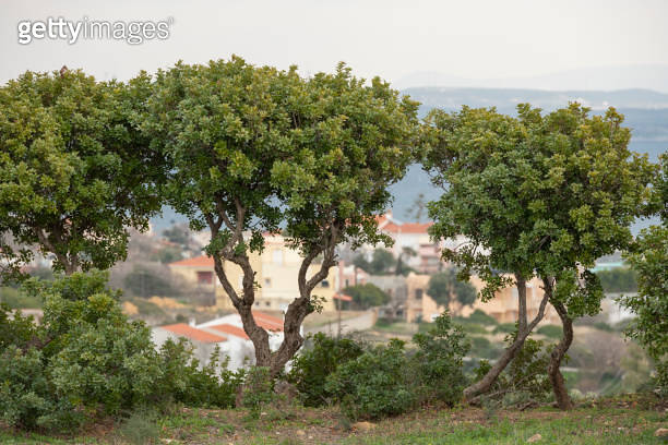 Mastic trees near a small village on the Greek Island of Chios in the ...