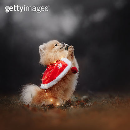 pomeranian spitz dog begging outdoors in red christmas cape 이미지 ...