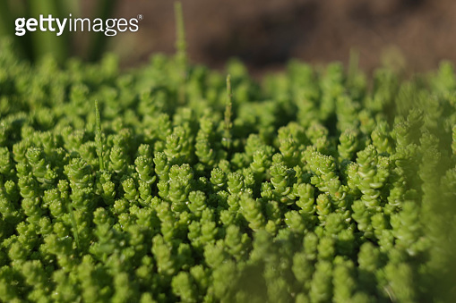 Home garden, flower bed. Gentle green plant. Sedum. Stonecrop. Hare ...